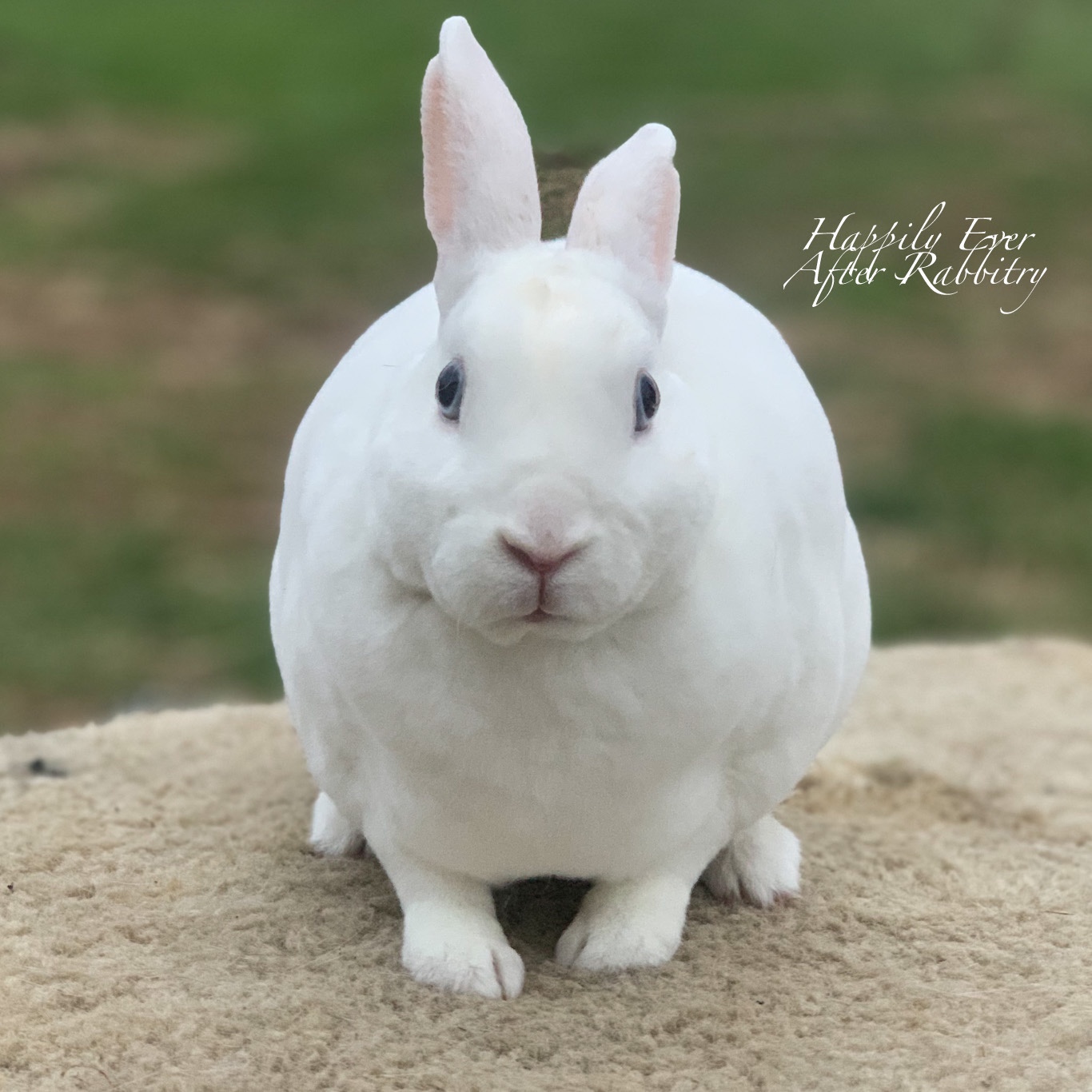 Our Rabbits – Happily Ever After Rabbitry
