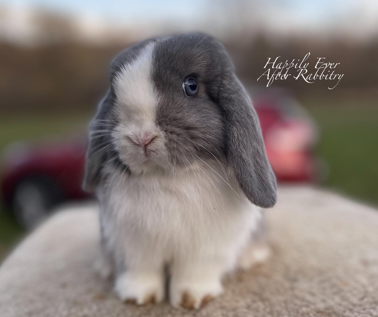 Our Bunnies - Happily Ever After Rabbitry
