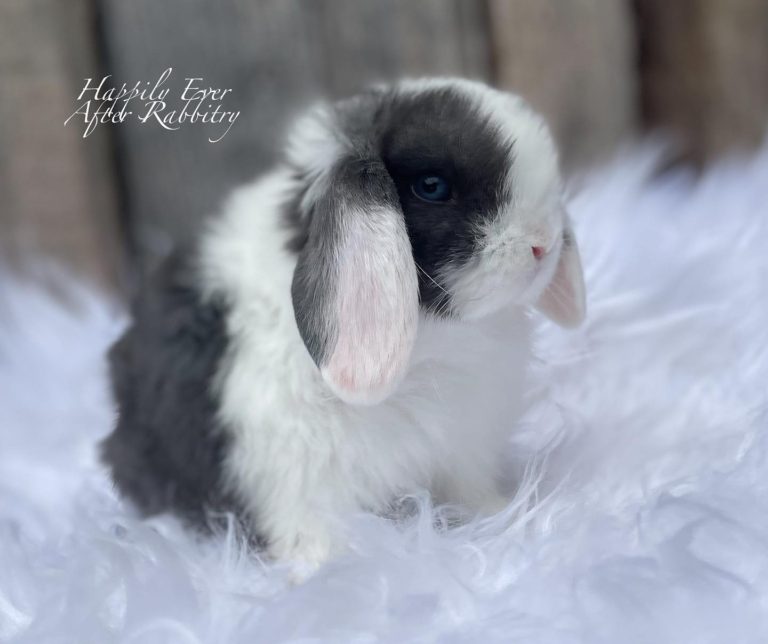 Holland Lop Color Chart - Happily Ever After Rabbitry