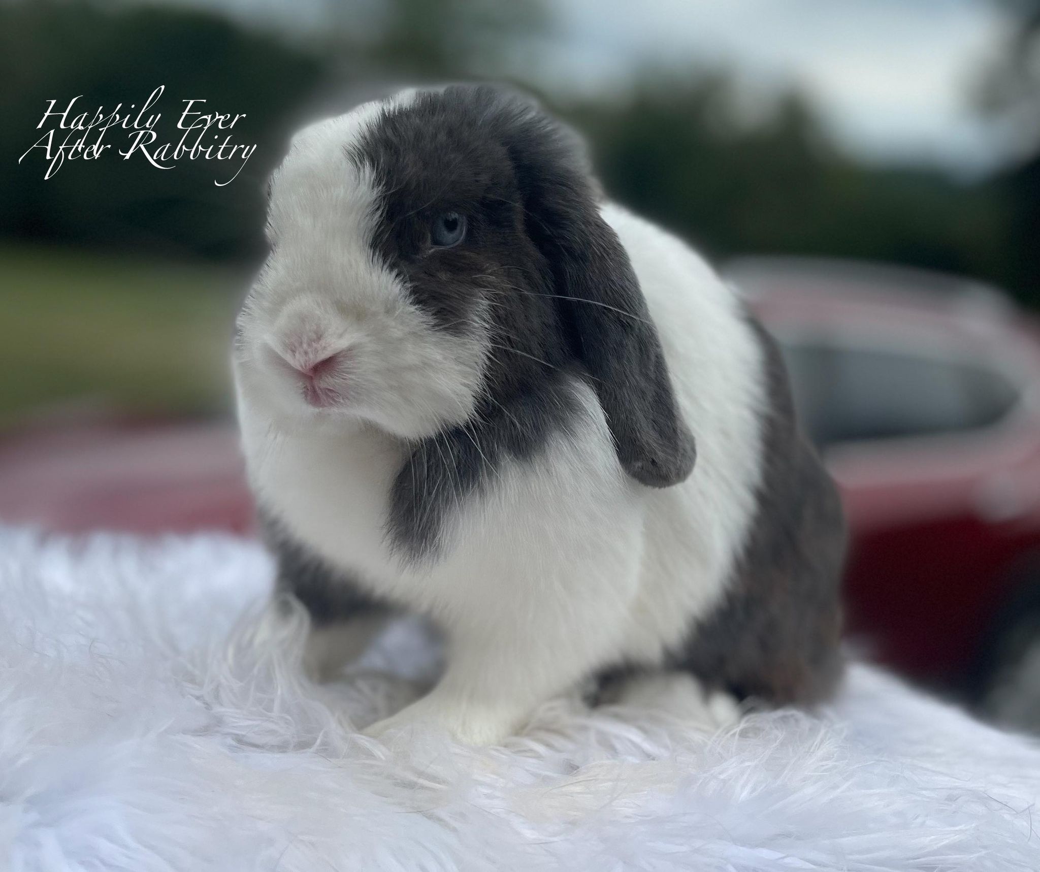 Our Bunnies - Happily Ever After Rabbitry