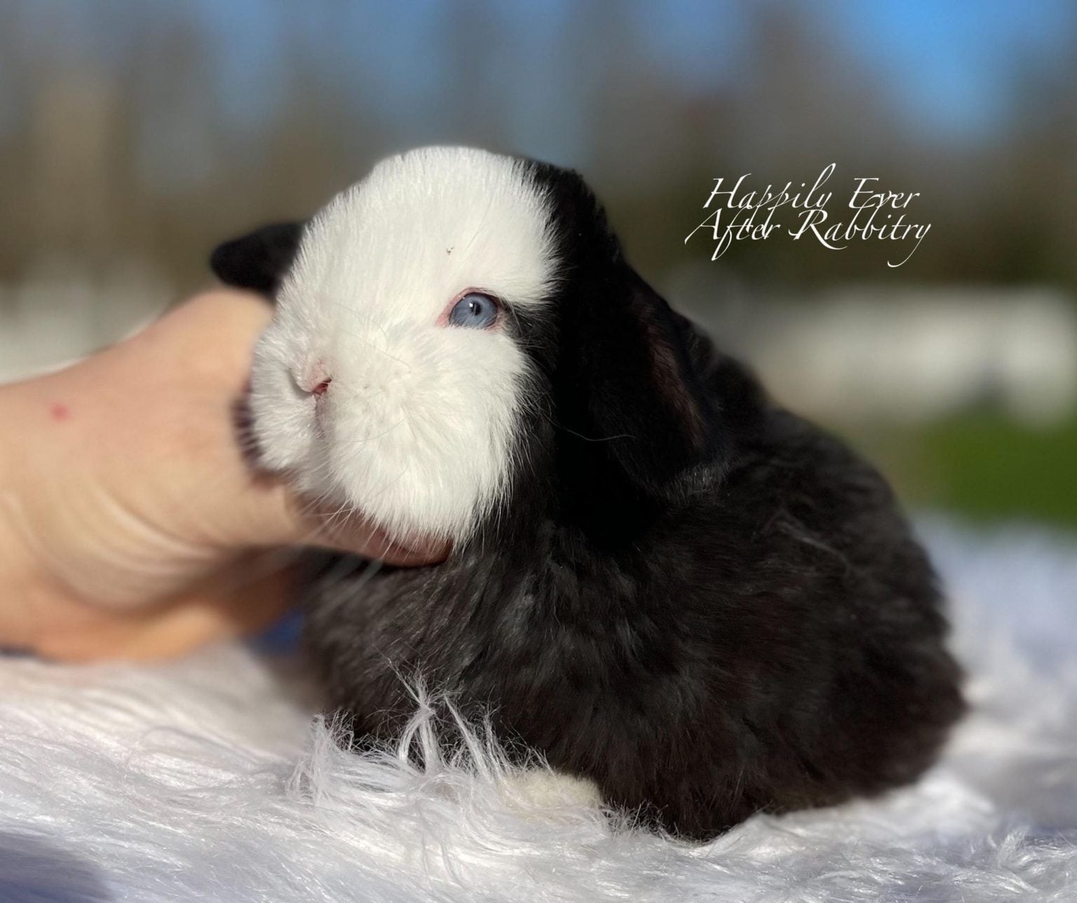 Holland Lop Color Chart - Happily Ever After Rabbitry