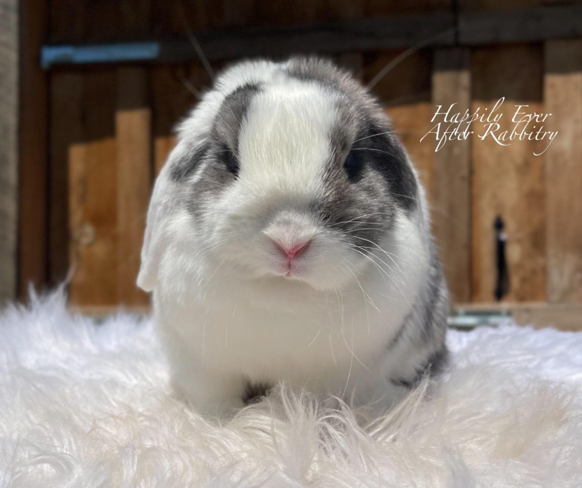 Our Bunnies - Happily Ever After Rabbitry