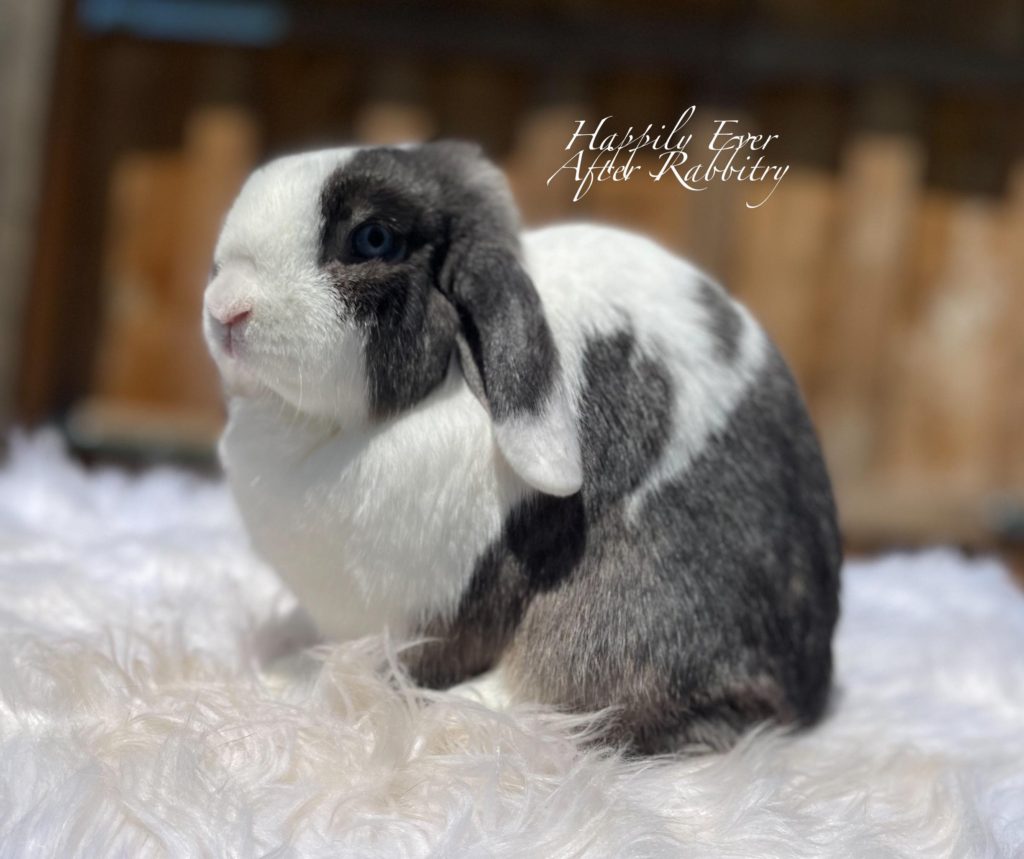 Our Bunnies - Happily Ever After Rabbitry