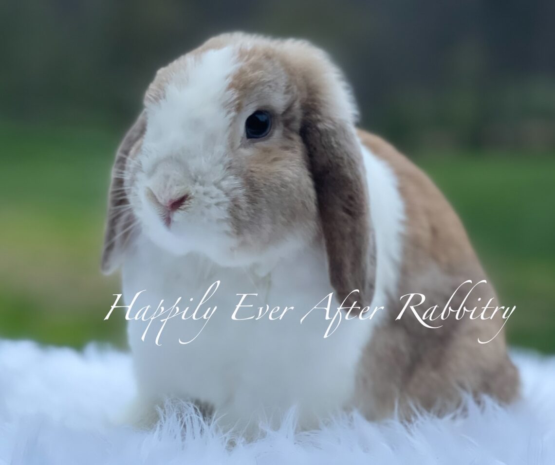 Our Bunnies - Happily Ever After Rabbitry
