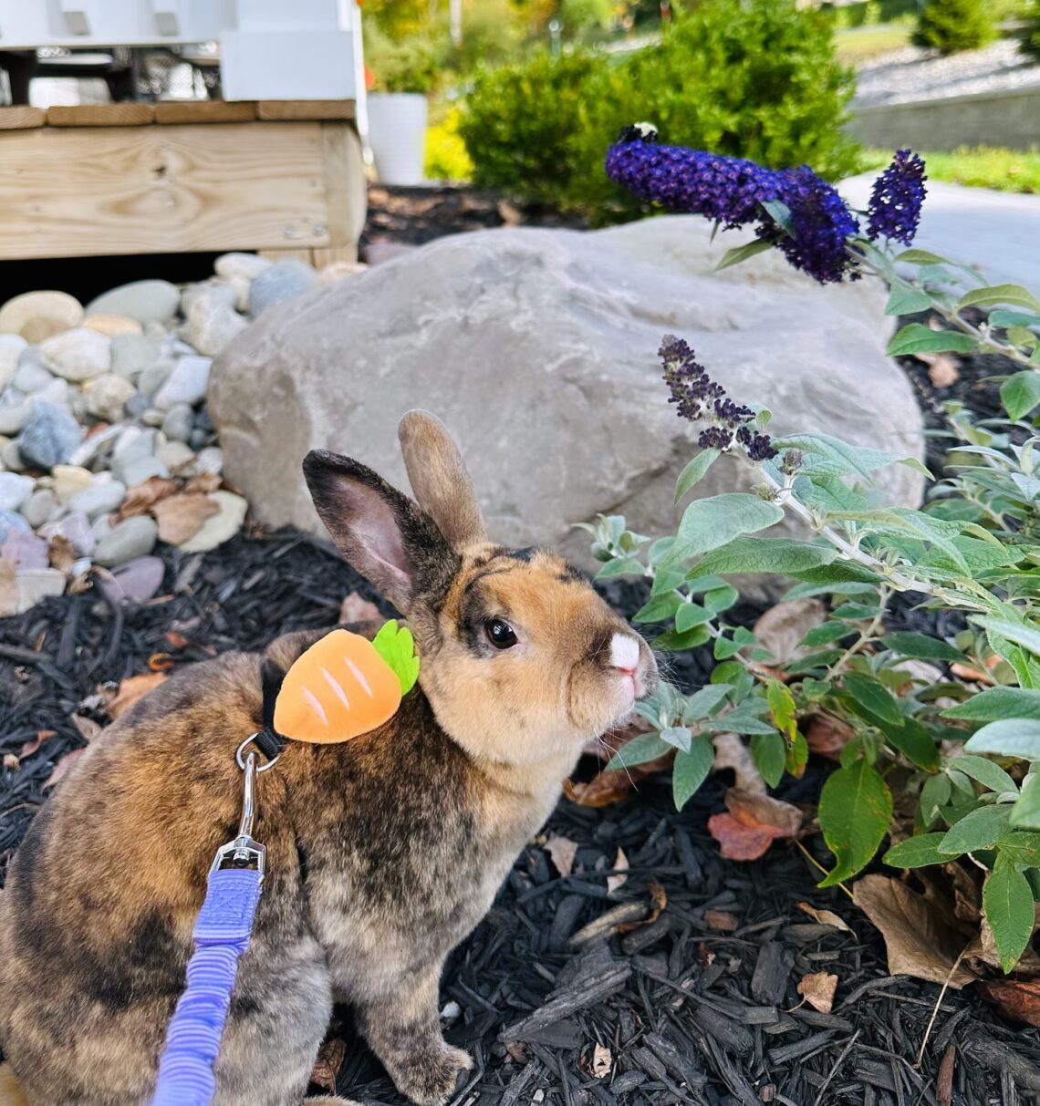 Bunnies For Sale - Happily Ever After Rabbitry